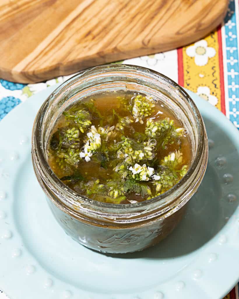 Foraging for Garlic Mustard » Slow Living Kitchen