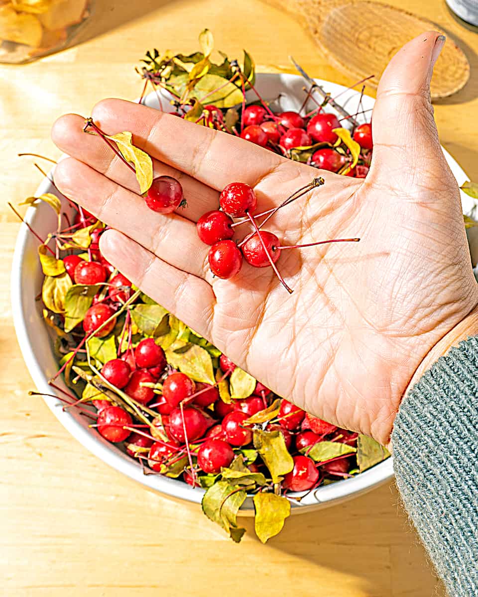 What to Forage in September » Slow Living Kitchen