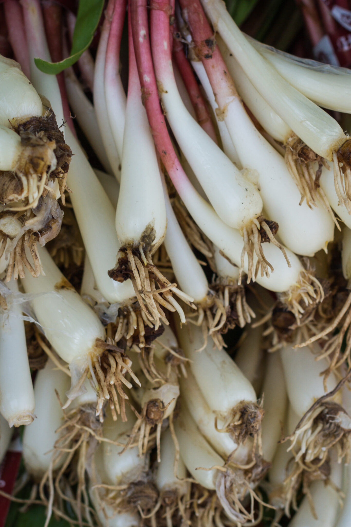What Do Leeks Taste Like » Slow Living Kitchen