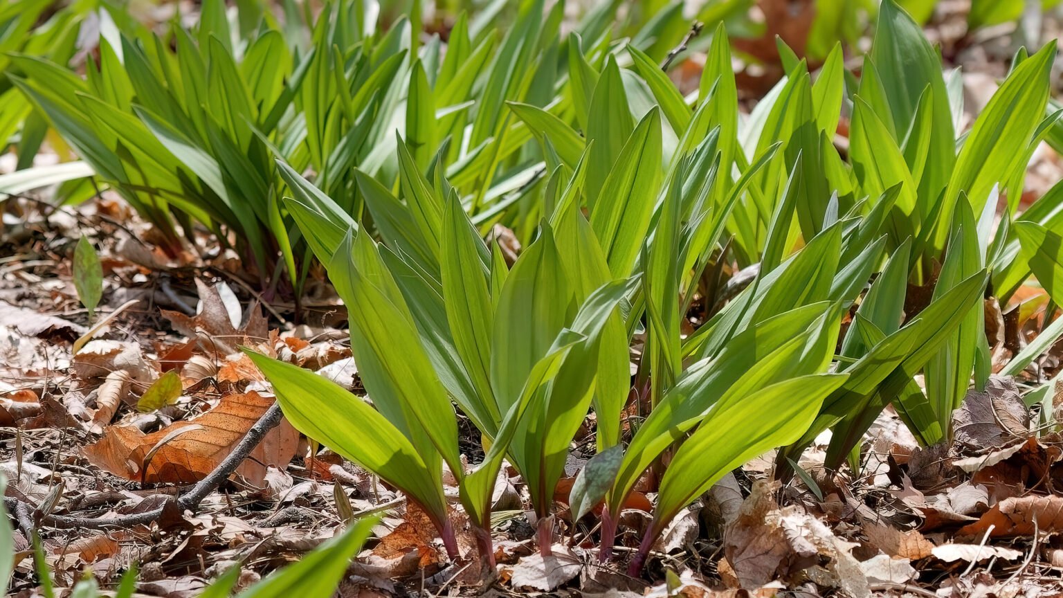 10 Edible WIld Plants » Slow Living Kitchen