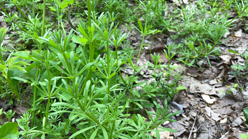 Foraging for Cleavers » Slow Living Kitchen