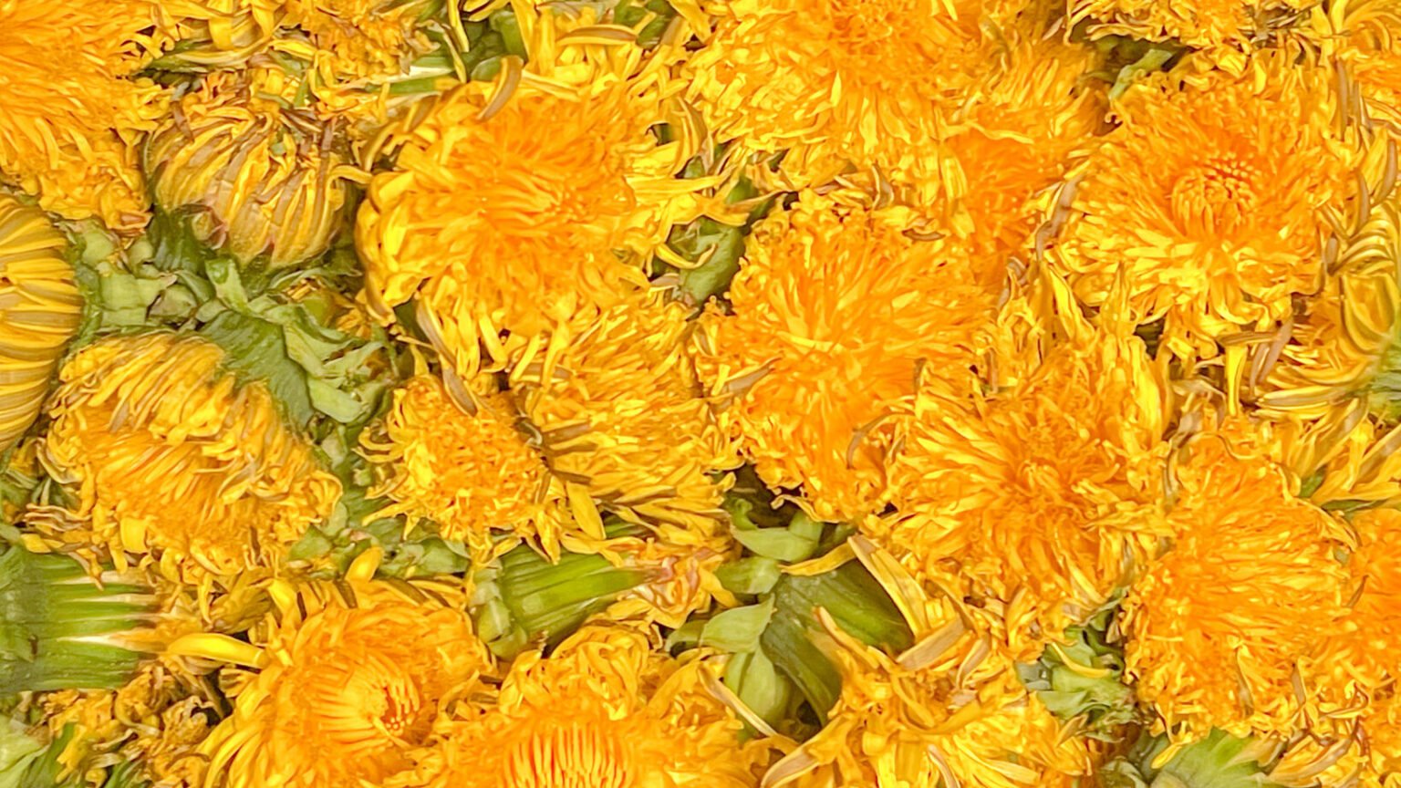 How To Make Dandelion Tea » Slow Living Kitchen