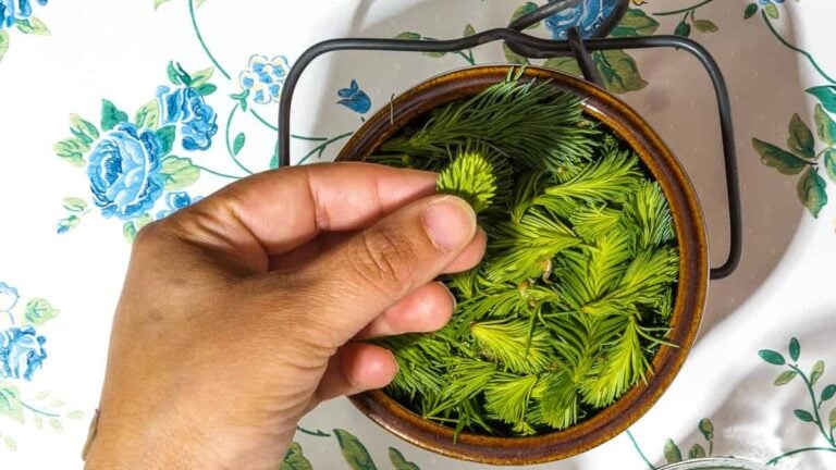 How to Make Spruce Tip Tea » Slow Living Kitchen
