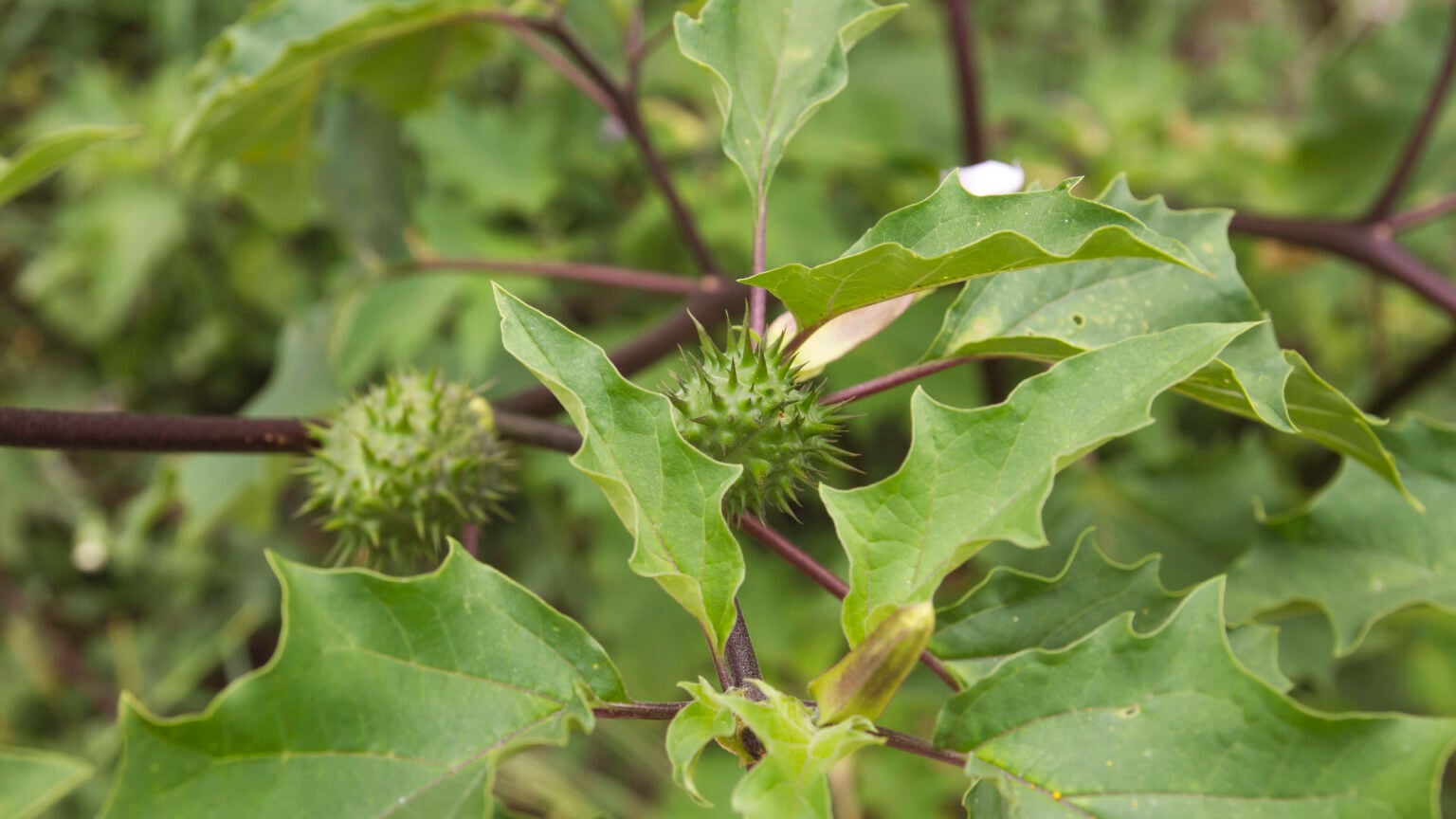 Survival Alert: Nature's Silent Killers - 10 Plants That Can Be Fatal ...